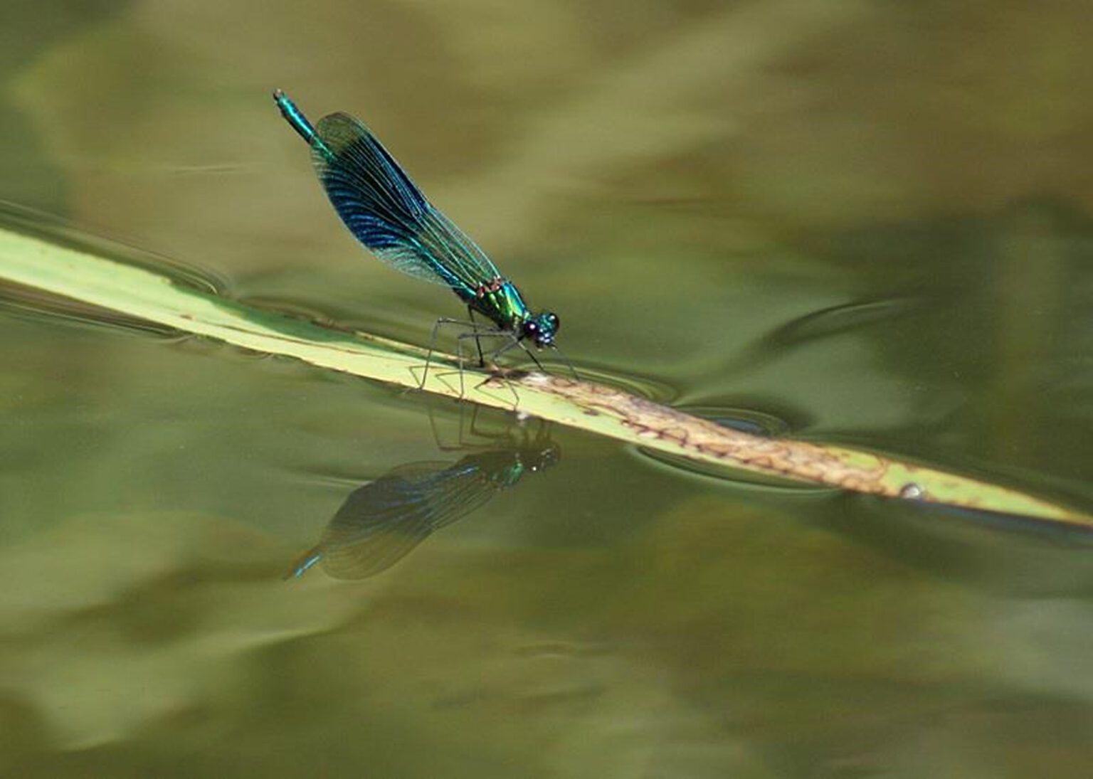 The River Stour - Kentish Stour